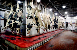 Cows – Safe Haven Farm Sanctuary