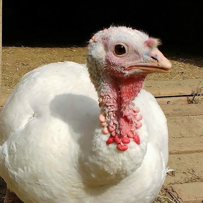 Turkeys – Safe Haven Farm Sanctuary