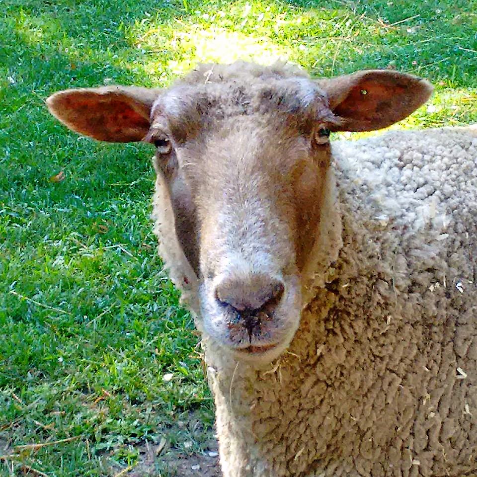Sheep – Safe Haven Farm Sanctuary