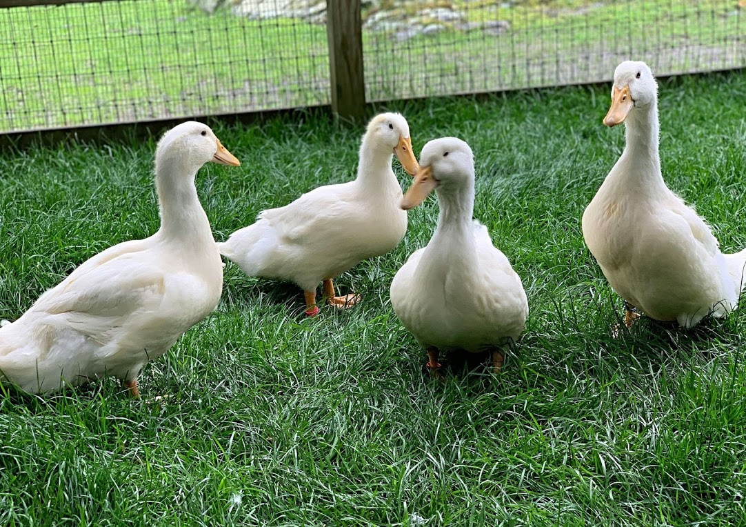 Ducks – Safe Haven Farm Sanctuary