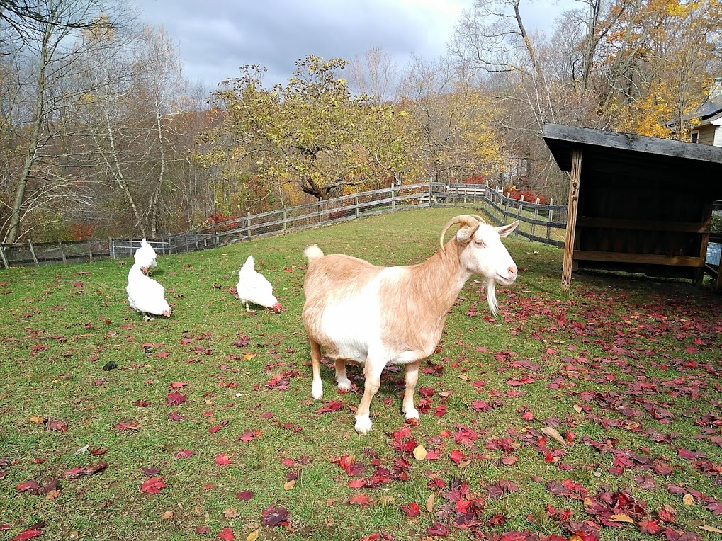 Safe Haven Farm Sanctuary – Dedicated to compassion toward all beings