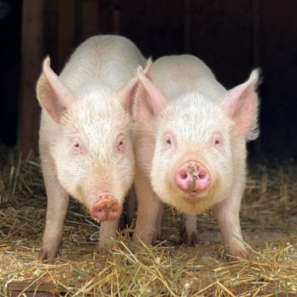Pigs – Safe Haven Farm Sanctuary