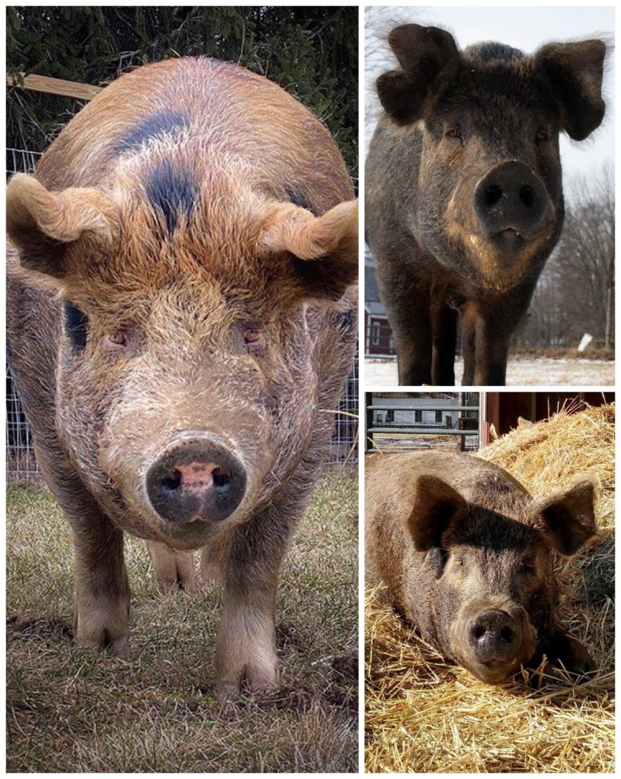 Pigs – Safe Haven Farm Sanctuary
