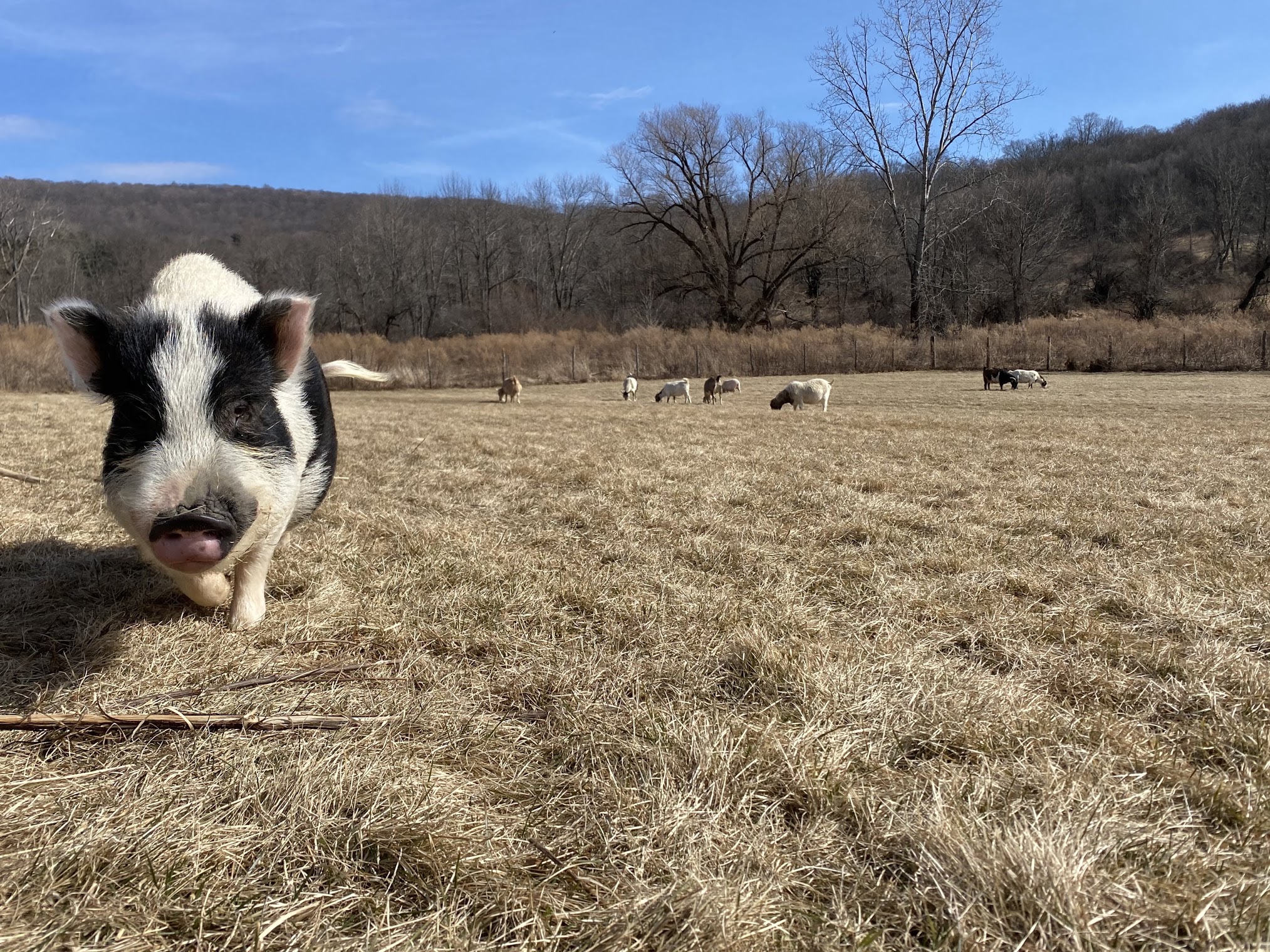 Safe Haven Farm Sanctuary – Dedicated to compassion toward all beings