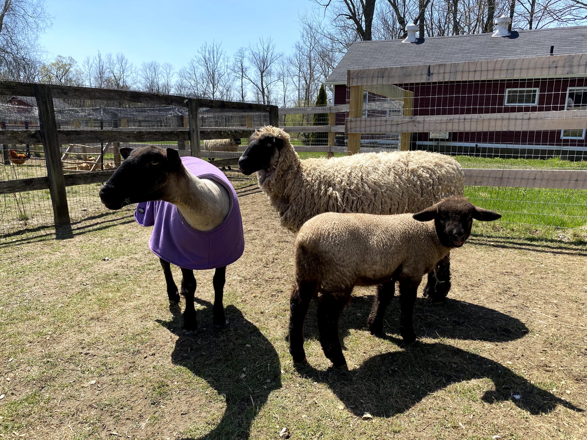 Sheep – Safe Haven Farm Sanctuary