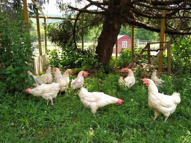 Chickens – Safe Haven Farm Sanctuary