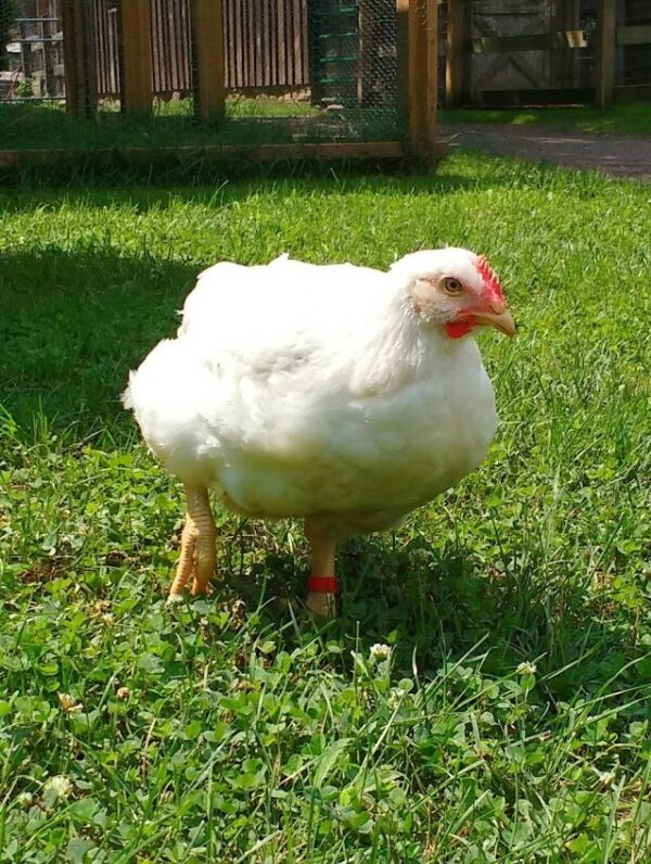 Chickens – Safe Haven Farm Sanctuary