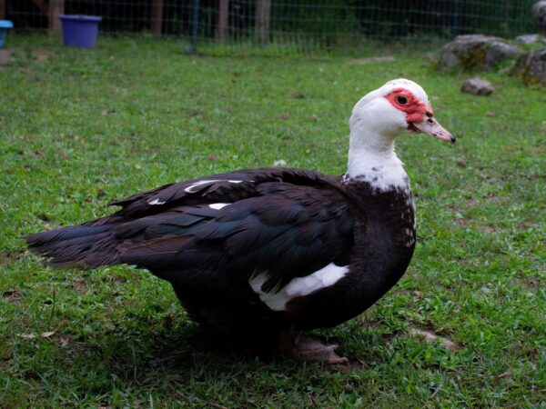 Ducks – Safe Haven Farm Sanctuary