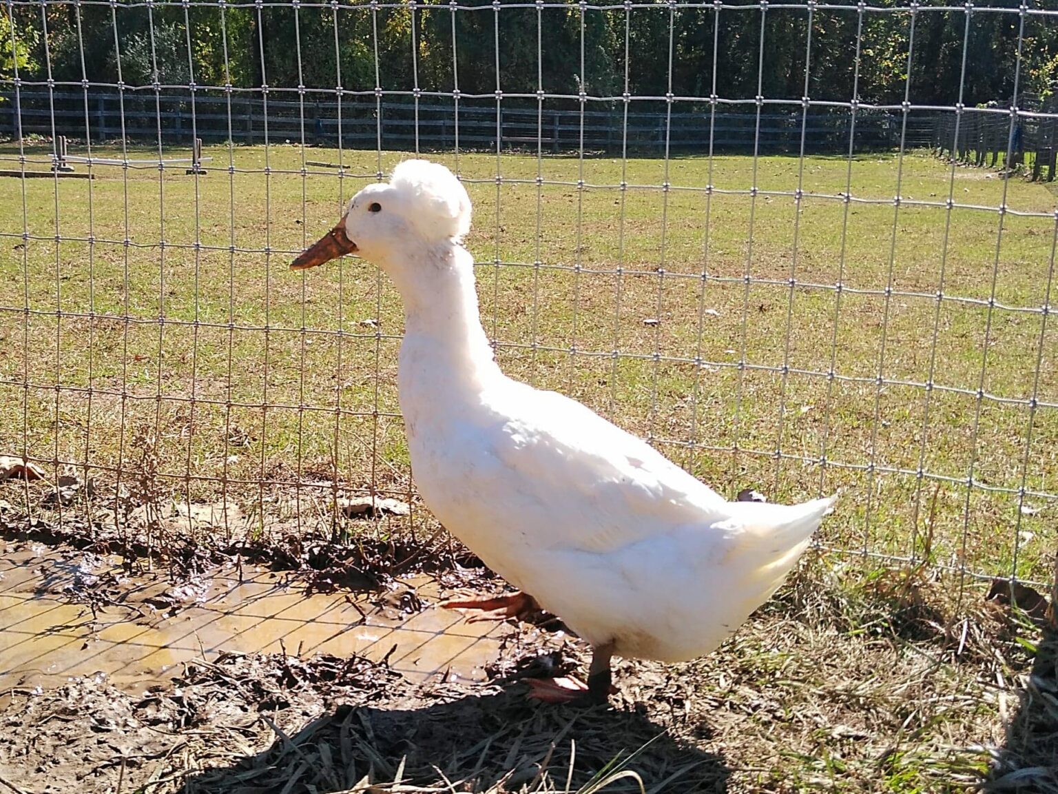 Ducks – Safe Haven Farm Sanctuary