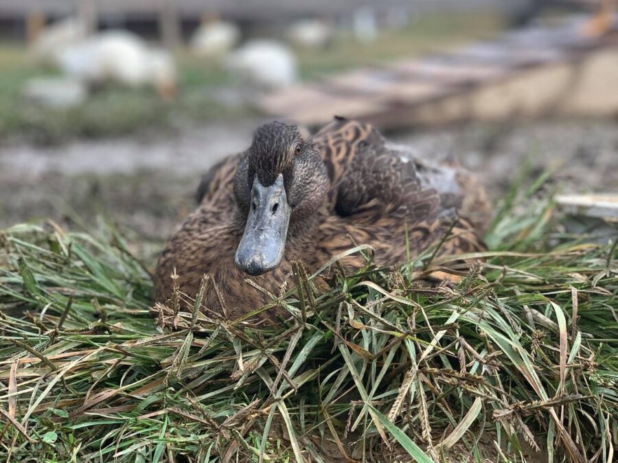 Ducks – Safe Haven Farm Sanctuary