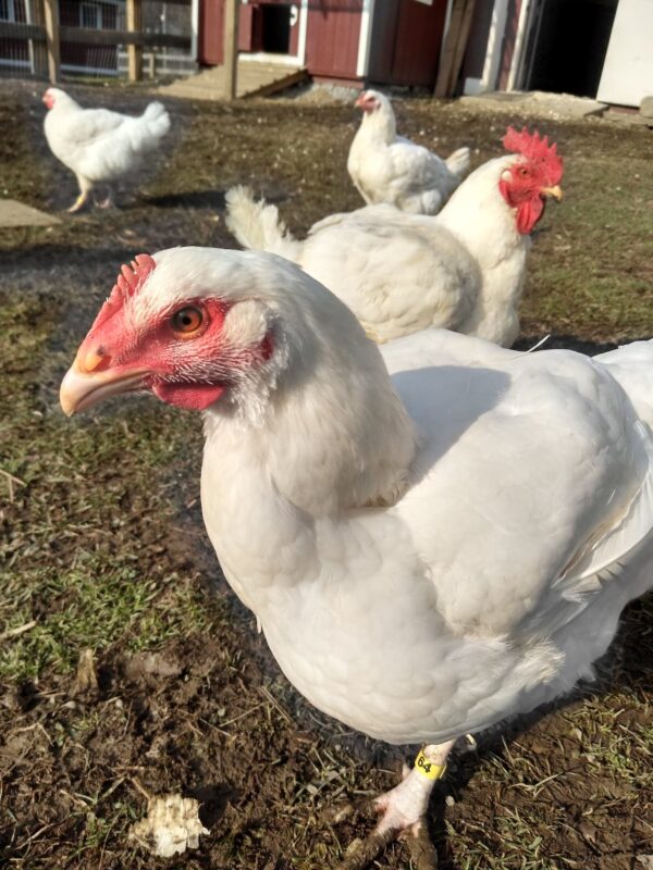 Chickens – Safe Haven Farm Sanctuary