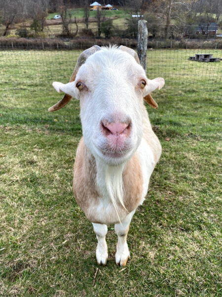 Goats – Safe Haven Farm Sanctuary