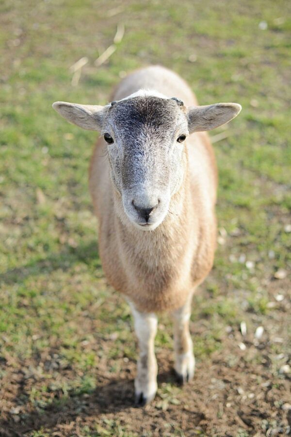 Sheep – Safe Haven Farm Sanctuary