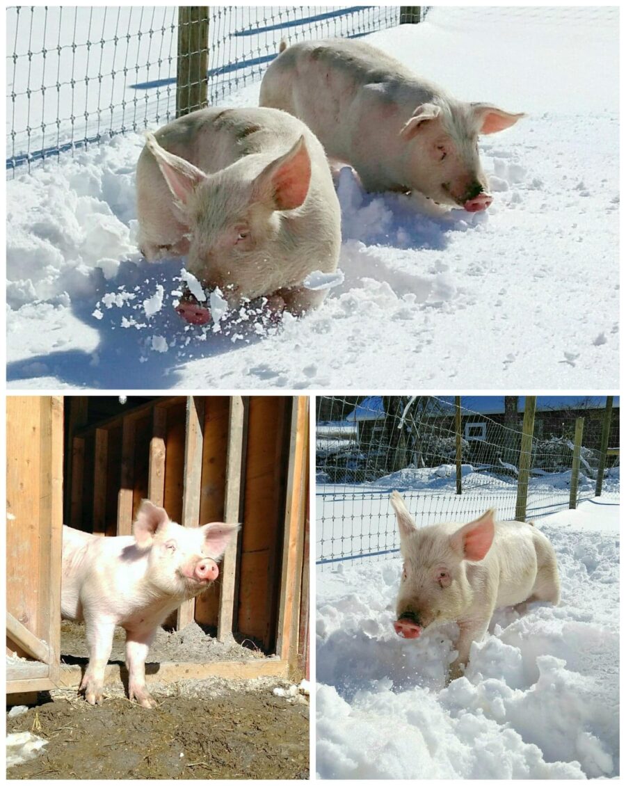 Pigs – Safe Haven Farm Sanctuary