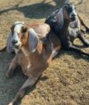 Goats – Safe Haven Farm Sanctuary