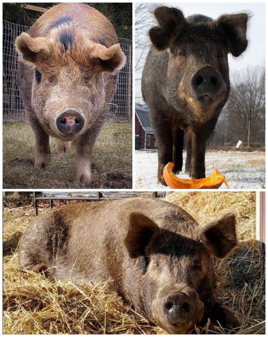 Pigs – Safe Haven Farm Sanctuary
