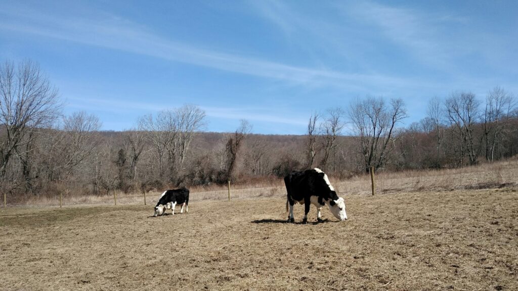 SpringBackground – Safe Haven Farm Sanctuary