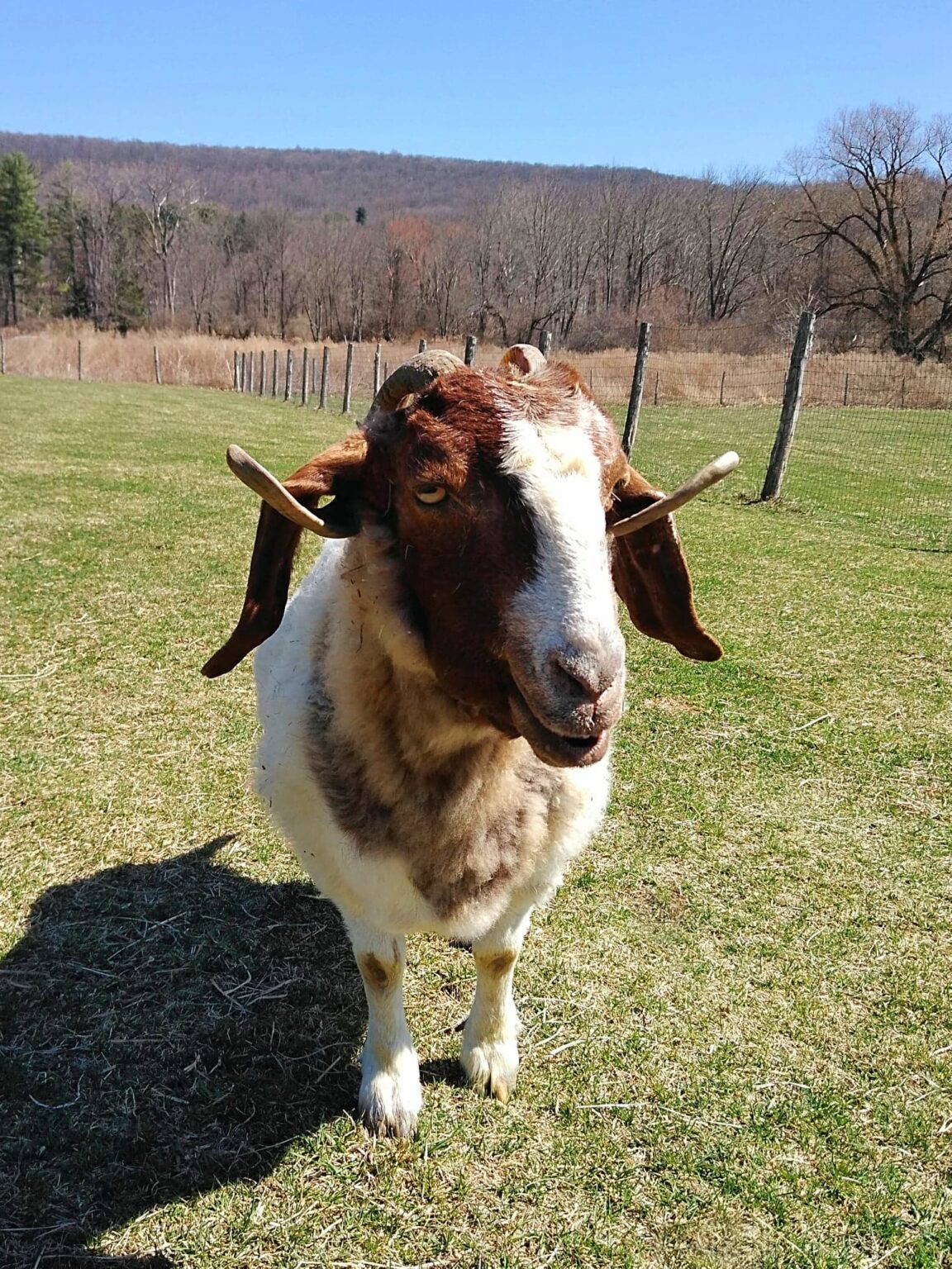 Goats – Safe Haven Farm Sanctuary