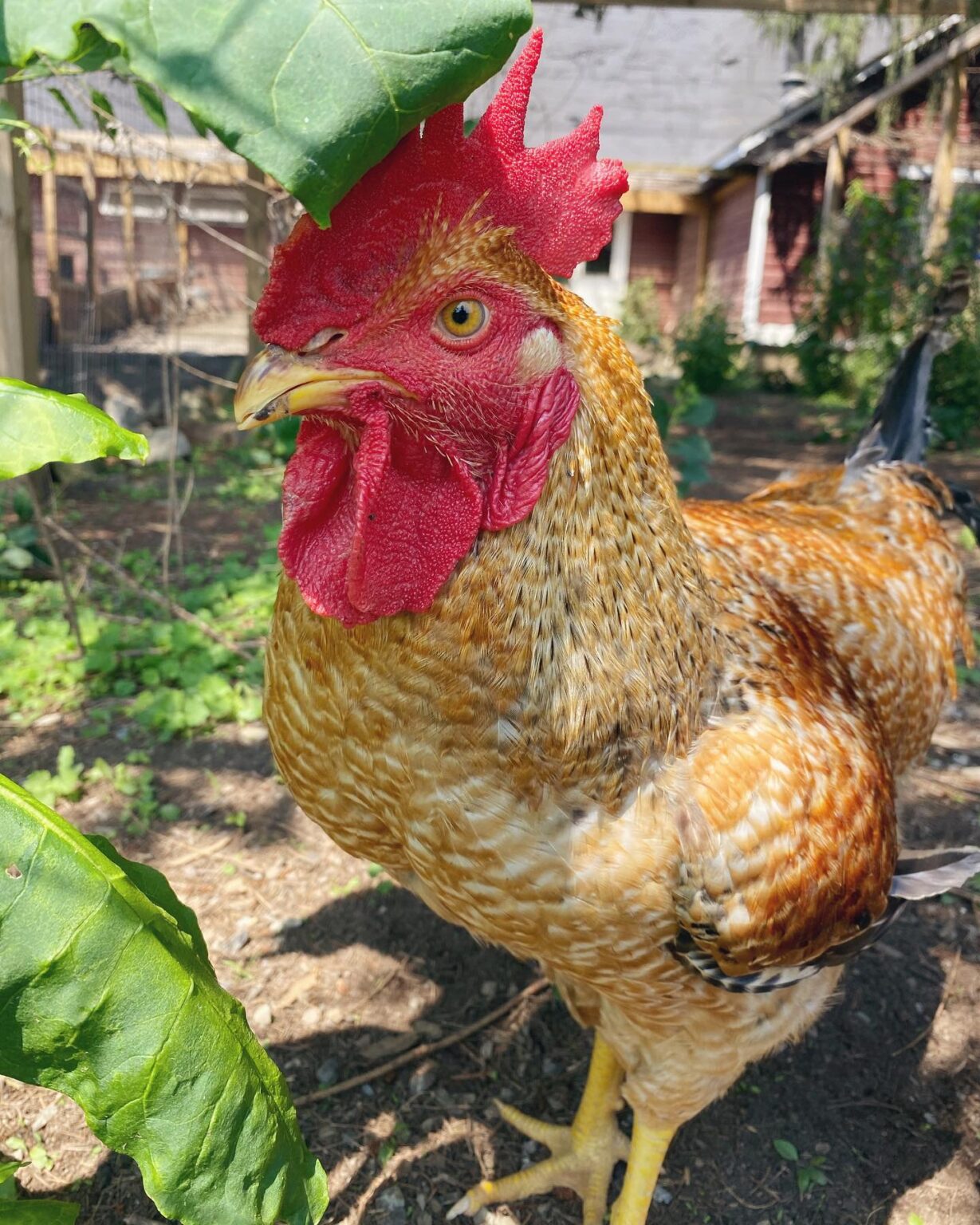 Chickens – Safe Haven Farm Sanctuary