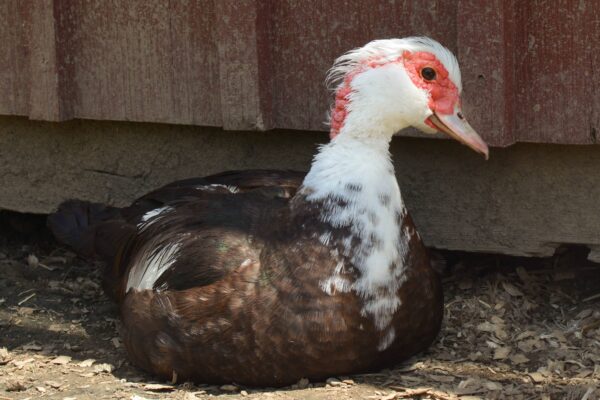 Ducks – Safe Haven Farm Sanctuary