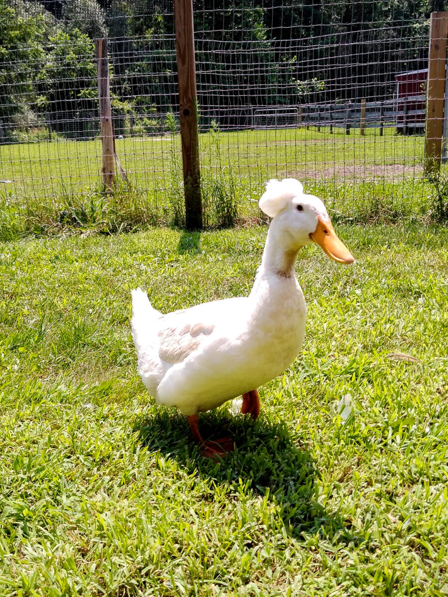 Ducks – Safe Haven Farm Sanctuary