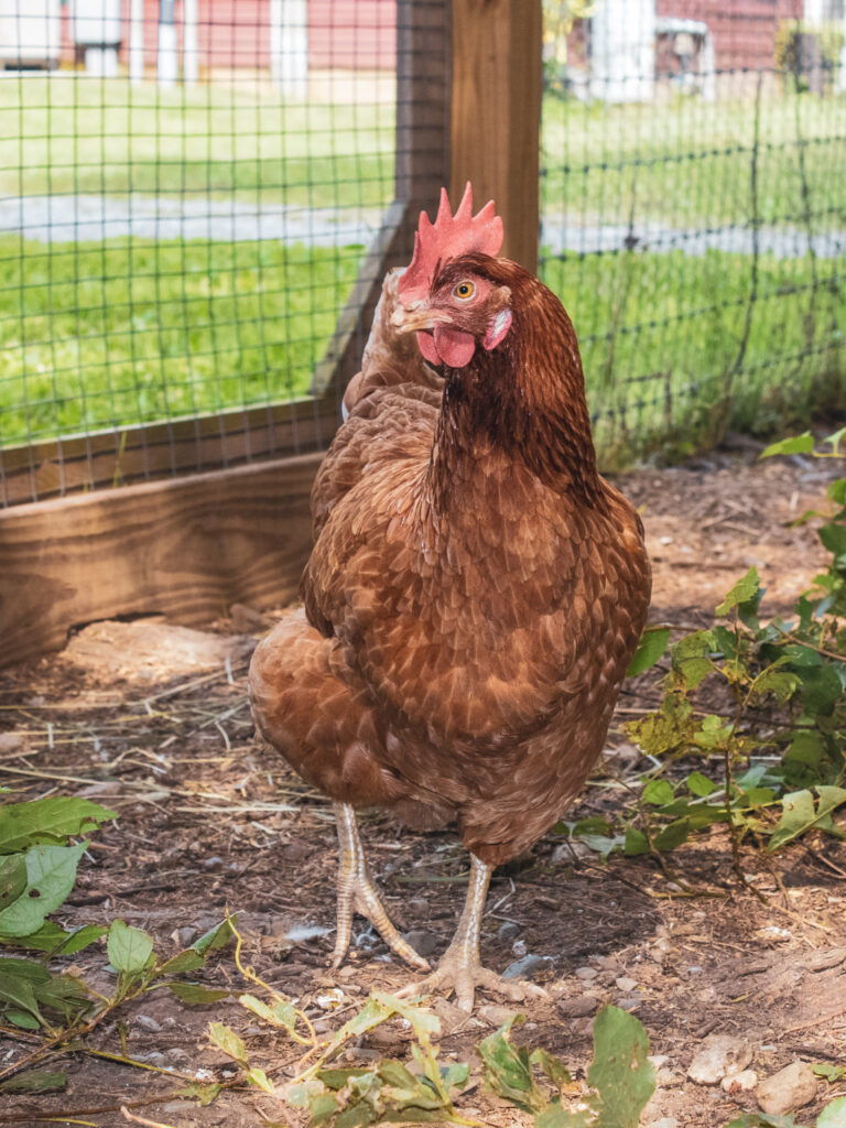 Chickens – Safe Haven Farm Sanctuary