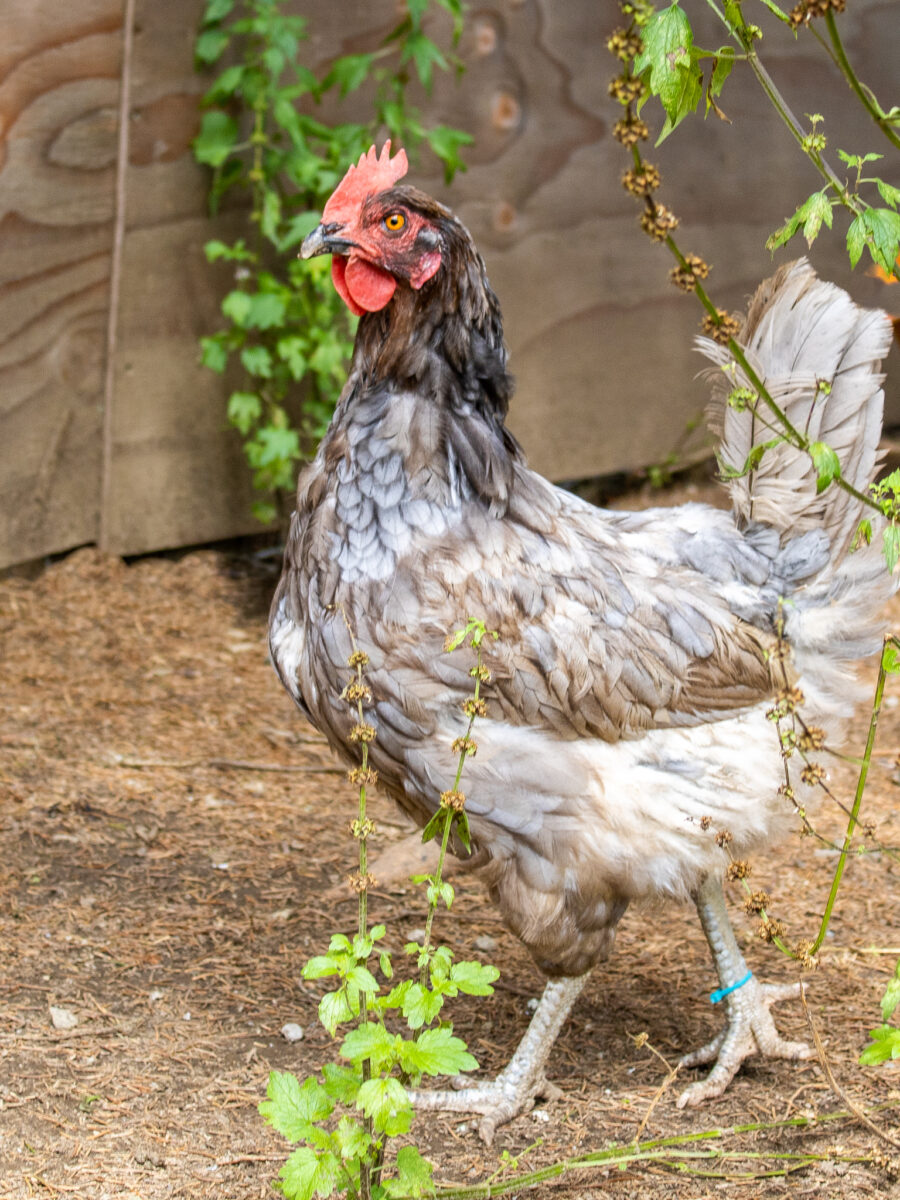 Chickens – Safe Haven Farm Sanctuary