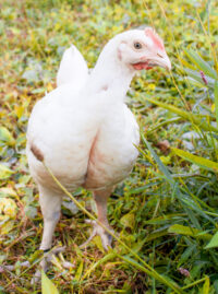 Chickens – Safe Haven Farm Sanctuary