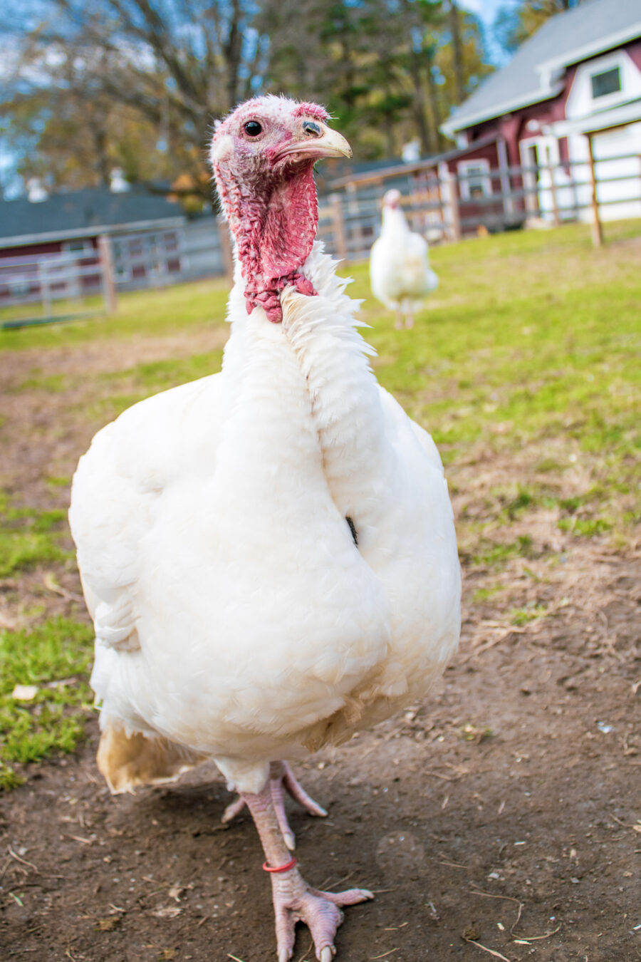 Turkeys – Safe Haven Farm Sanctuary