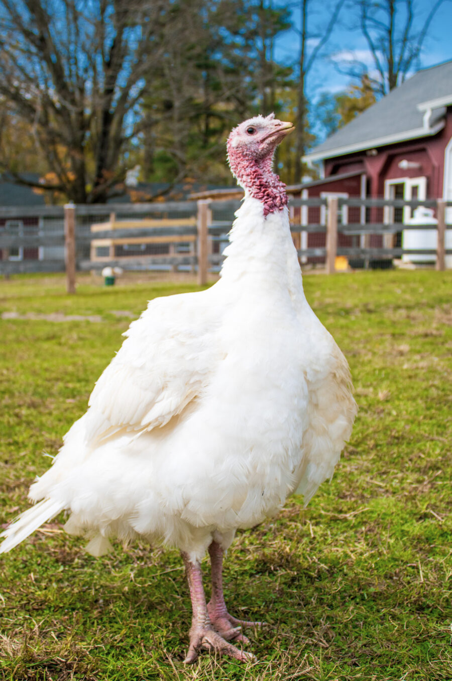 Turkeys – Safe Haven Farm Sanctuary