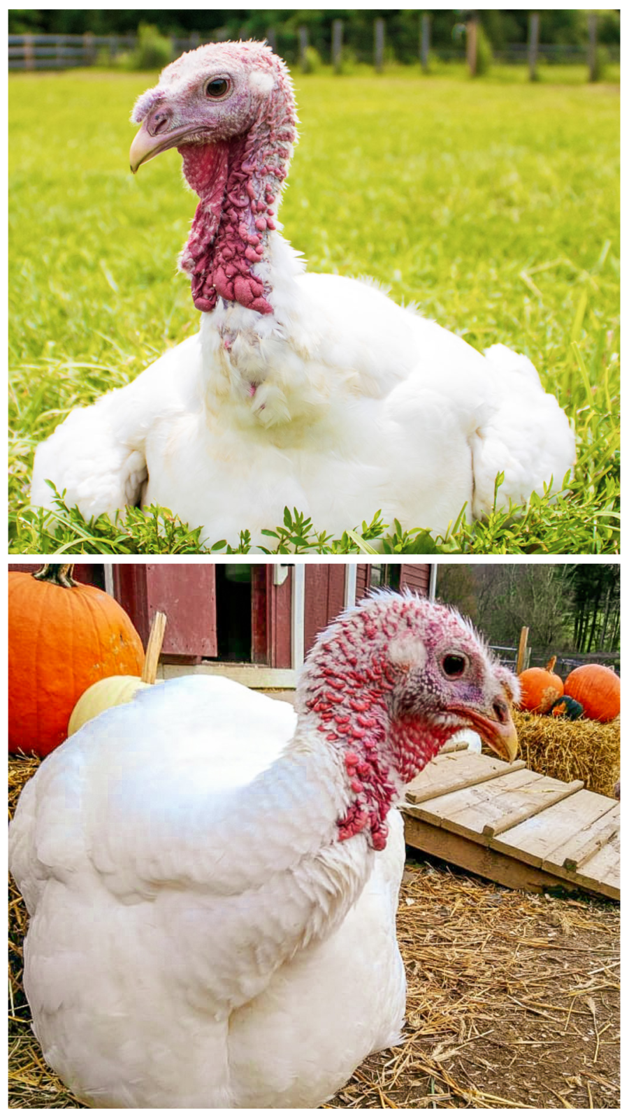 Turkeys – Safe Haven Farm Sanctuary