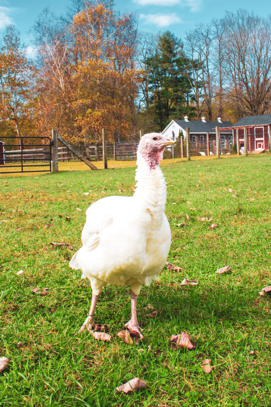 Turkeys – Safe Haven Farm Sanctuary