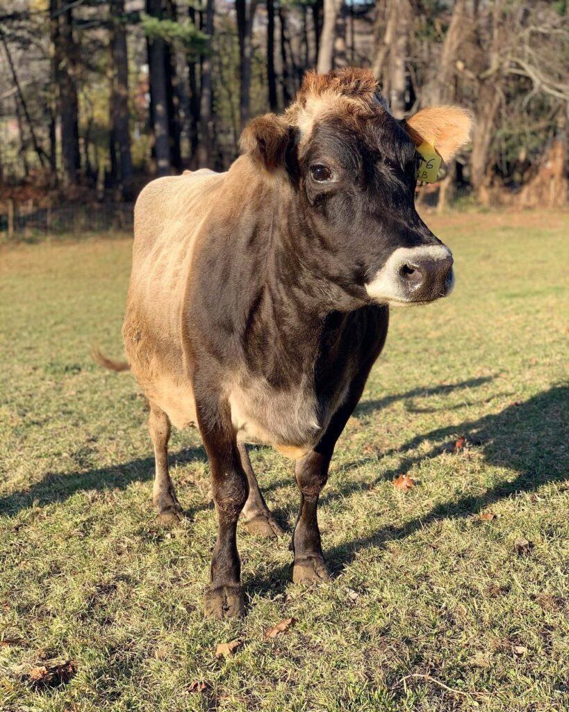 Cows – Safe Haven Farm Sanctuary