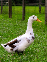 Ducks – Safe Haven Farm Sanctuary