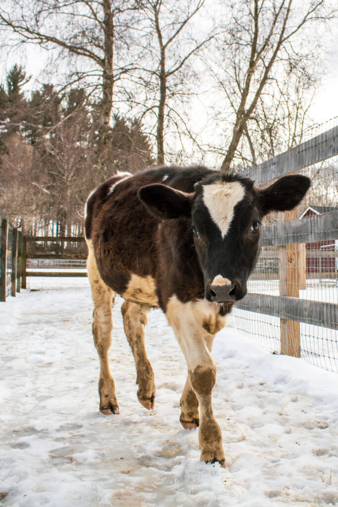 Cows – Safe Haven Farm Sanctuary