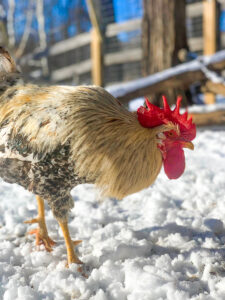 Chickens – Safe Haven Farm Sanctuary