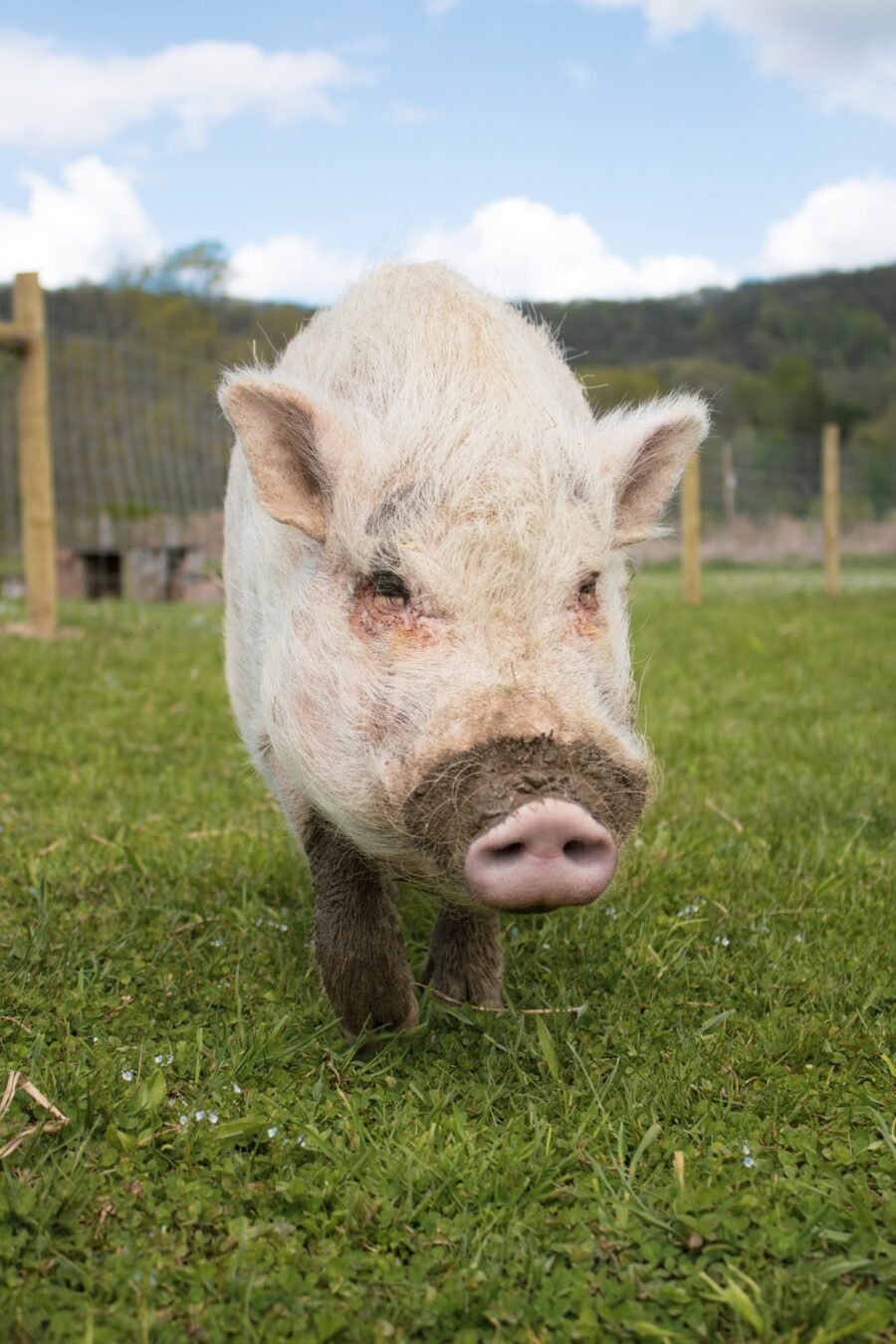 Pigs – Safe Haven Farm Sanctuary