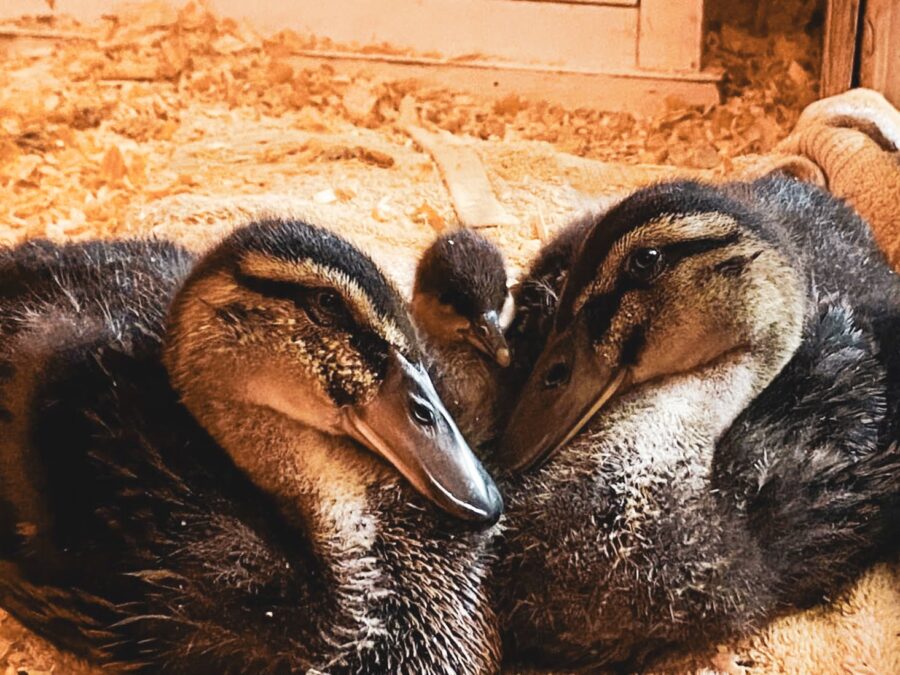 Ducks – Safe Haven Farm Sanctuary