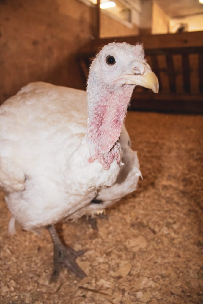 Turkeys – Safe Haven Farm Sanctuary