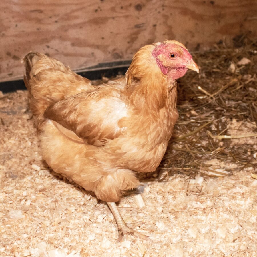 Chickens – Safe Haven Farm Sanctuary