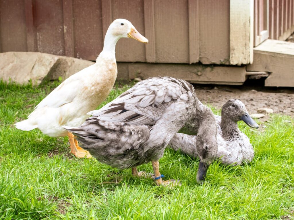 Ducks – Safe Haven Farm Sanctuary
