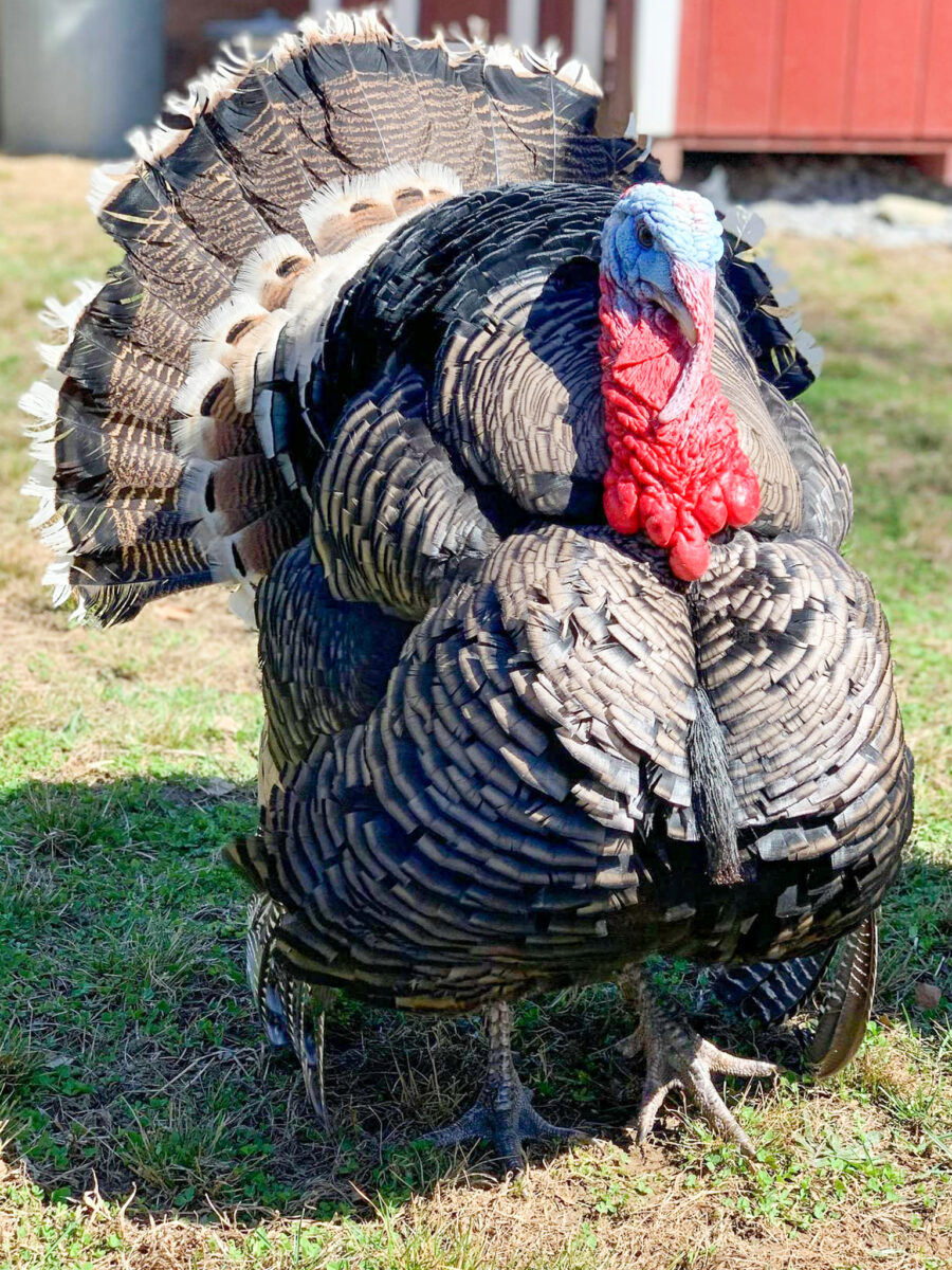 Turkeys – Safe Haven Farm Sanctuary