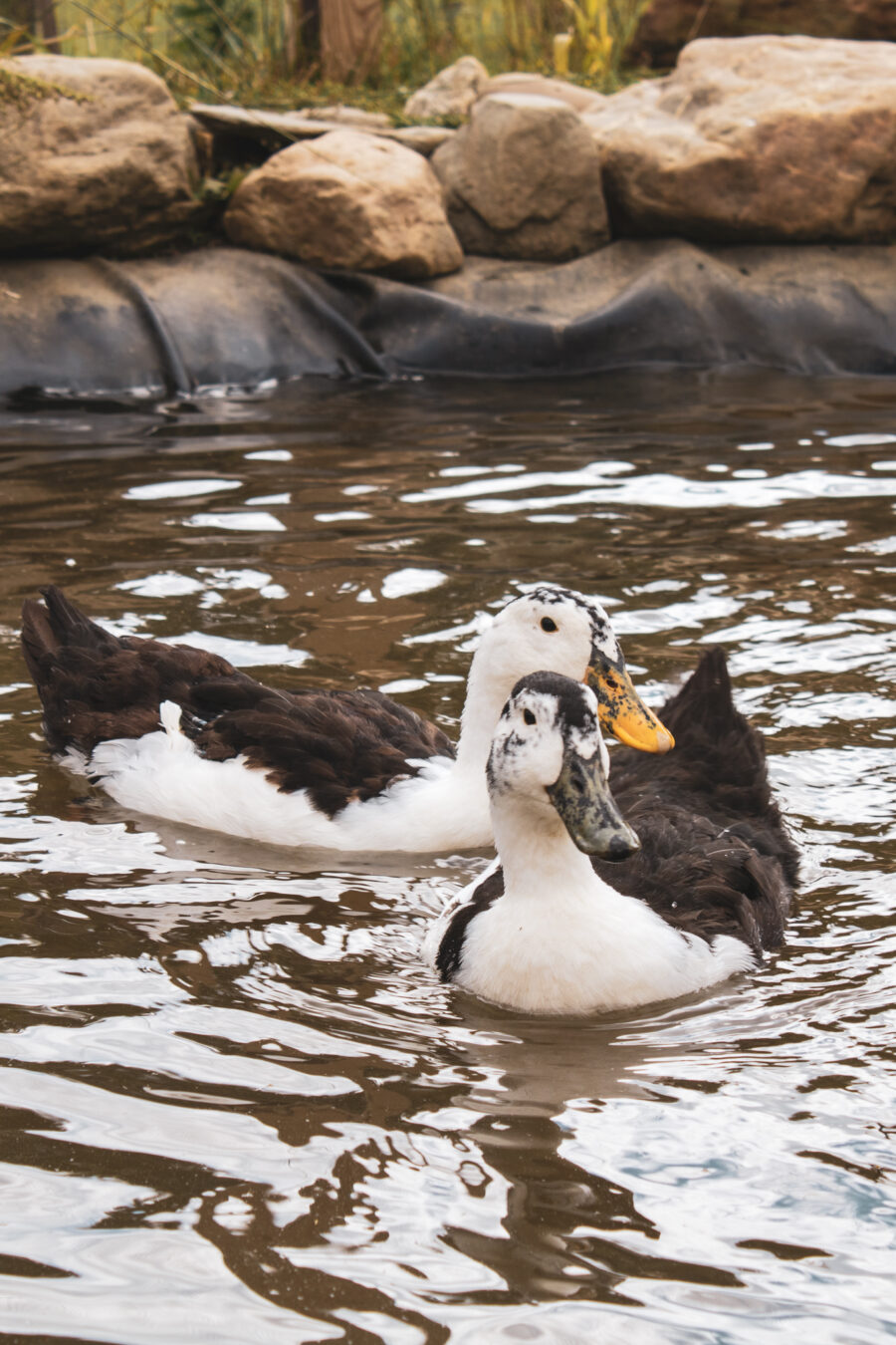 Ducks – Safe Haven Farm Sanctuary