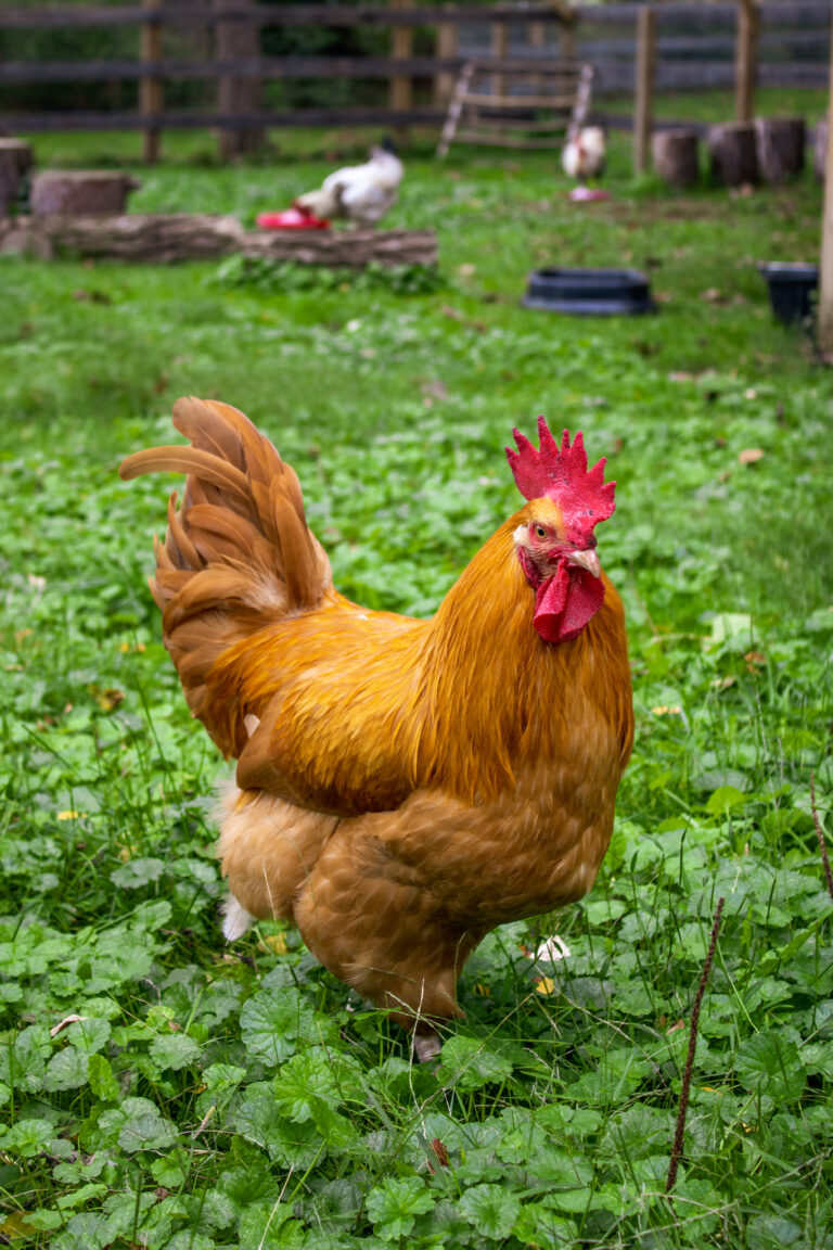 Chickens – Safe Haven Farm Sanctuary