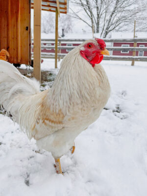 Chickens – Safe Haven Farm Sanctuary