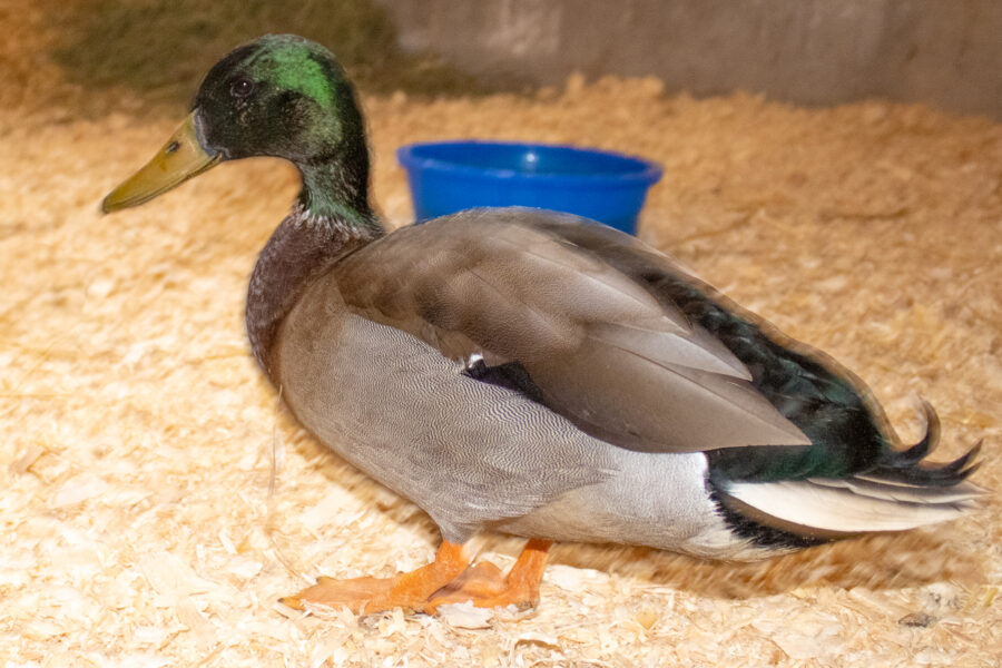 Ducks – Safe Haven Farm Sanctuary