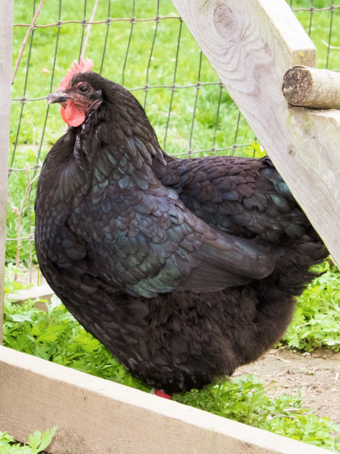 Chickens – Safe Haven Farm Sanctuary
