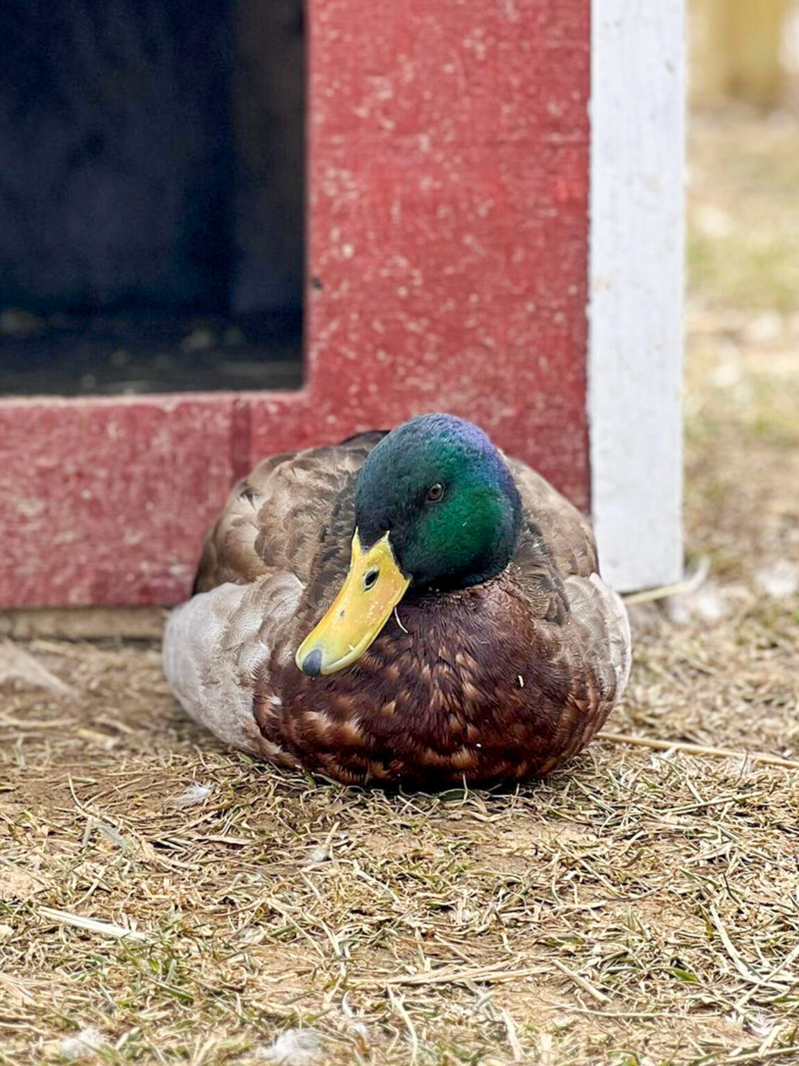 Ducks – Safe Haven Farm Sanctuary