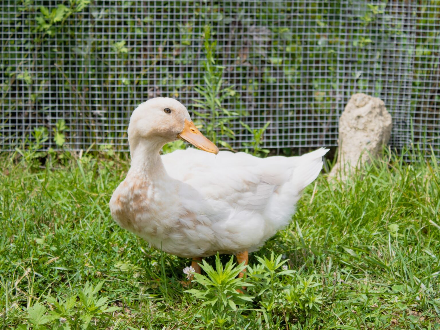 Ducks – Safe Haven Farm Sanctuary