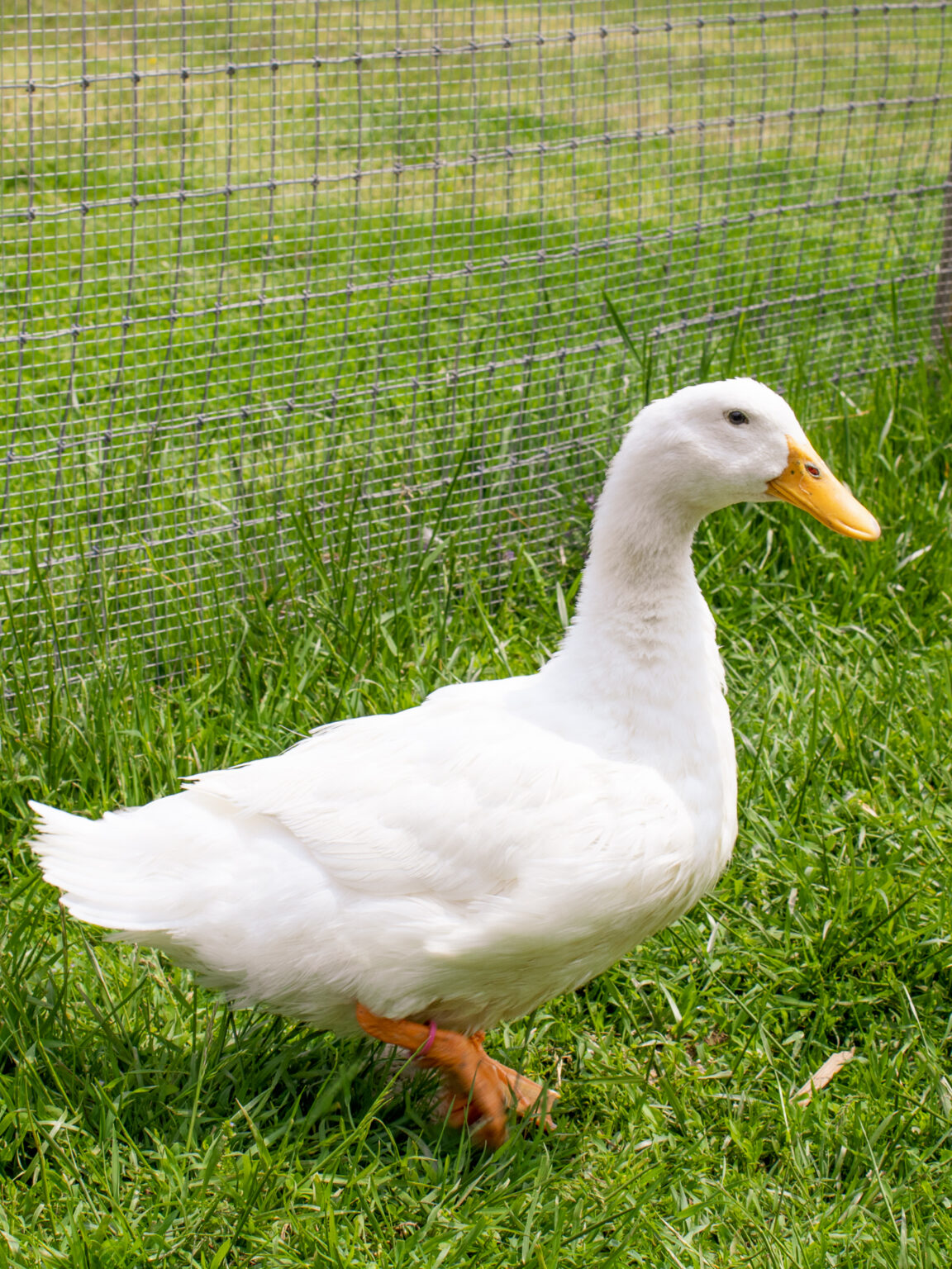 Ducks – Safe Haven Farm Sanctuary